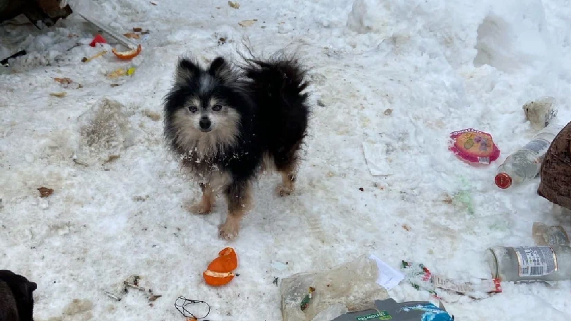 Grynaveislis šunelis, kuris senatvėje atsidūrė šiukšlyne | Sketis