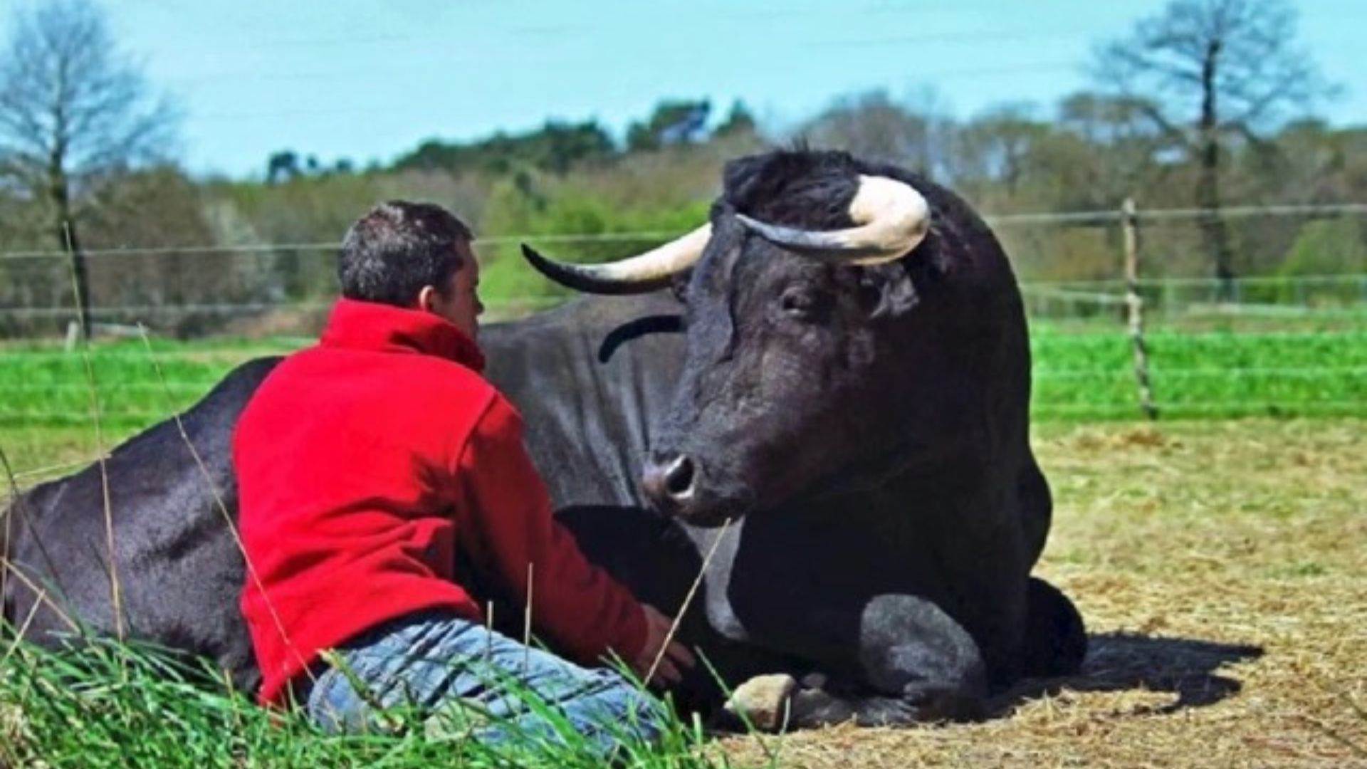 Fermeris išgelbėjo bulių iš koridos: dabar jie geriausi draugai, o ...
