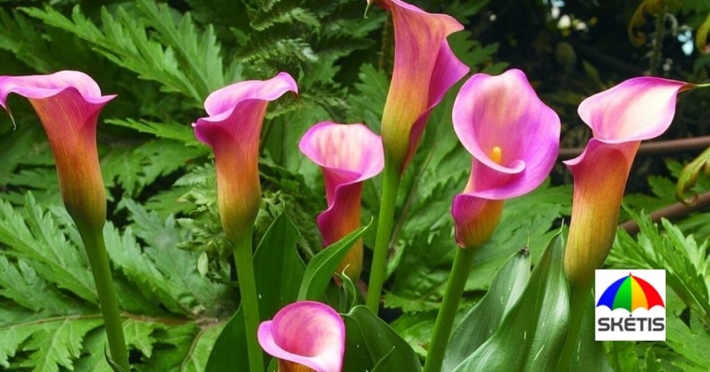 Ypatinga jūsų sodo meilė – kalijos, kurios pakeis kraštovaizdžio ...